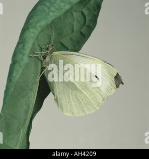 Black butterfly resting on the leaf in the garden Stock Photo - Alamy