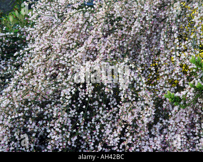cytisus zeelandia Flowering shrub broom pink flowers flower shrubs ...