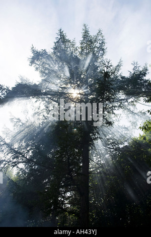 LIGHT SHINING THROUGH FIR TREES IN MIST Stock Photo - Alamy