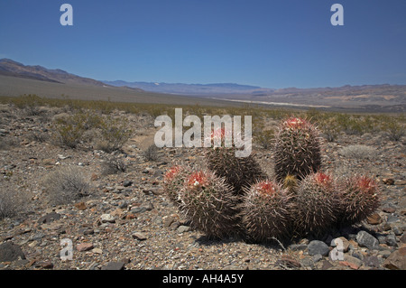 Cottontop cactus Echinocactus polycephalus Stock Photo - Alamy