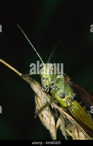 grasshopper insect six legs colourfull colorfull Stock Photo - Alamy