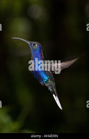 Violet sabrewing hummingbird (Campylopterus hemileucurus) feeding from ...