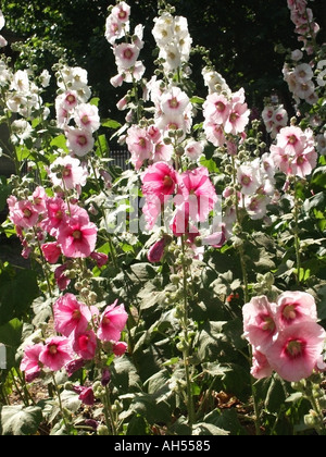 Hollyhock plant (flowers) in a London urban garden, natural flower ...