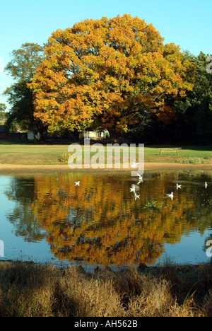 Shenfield Common and Pond, Brentwood Essex Stock Photo - Alamy