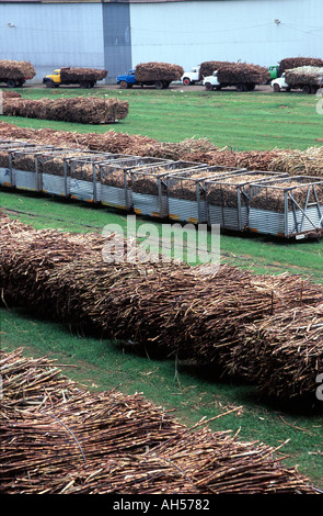 Sugar Cane Train with wagons loaded with sugar cane Stock Photo - Alamy