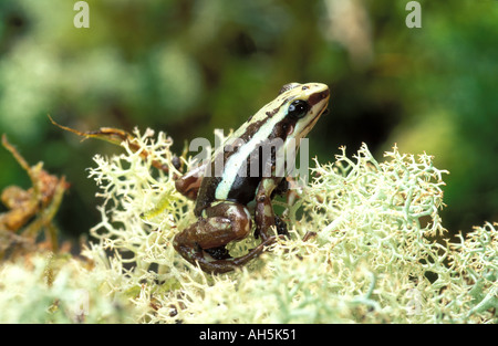 Frog Labat Rouquette VWPics com Stock Photo - Alamy
