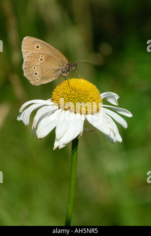 A Ringlet butterfly on a white daisy flower Stock Photo - Alamy