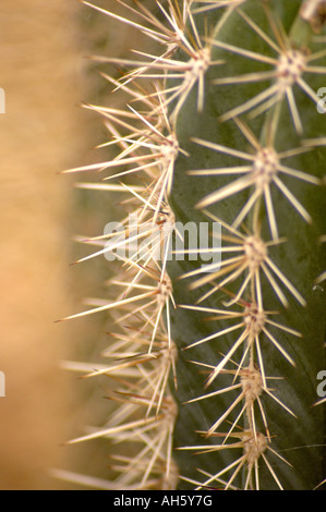 Close up of cactus needles Stock Photo - Alamy