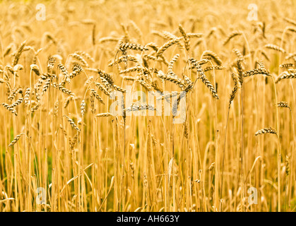 Triticum aestivum common wheat - bread wheat third most grown crop in ...