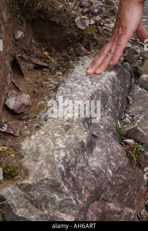 Quartzite Pipe Rock containing worm burrow trace fossils Stock Photo ...