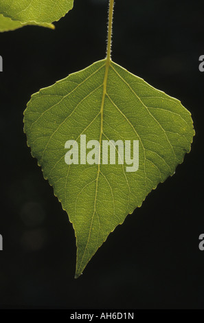 Black Poplar leaf (Populus nigra), Salicaceae Stock Photo - Alamy