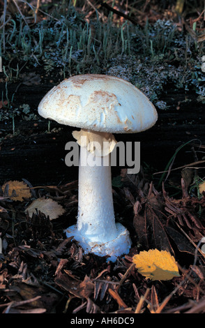 The Destroying angel! Stock Photo - Alamy