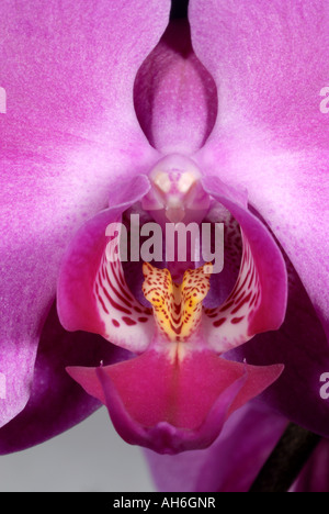 A pink phalaenopsis orchid flower Stock Photo - Alamy