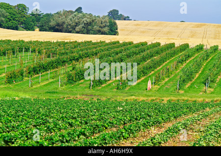 Plantage with fruits Obstplantage Landschaft MV Stock Photo - Alamy