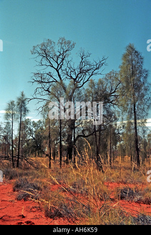 landscape of desert oak trees or allocasuarina decaisneana and brush of ...