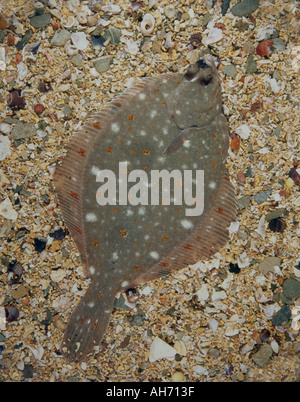 plaice on the bottom Stock Photo - Alamy