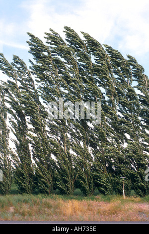 Lombardi poplar trees bend in the wind Trees are often used as ...