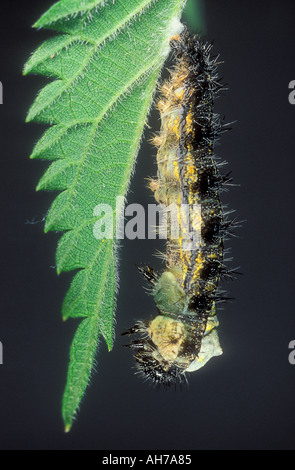 Small Tortoiseshell butterfly changing from caterpillar to chrysalis ...