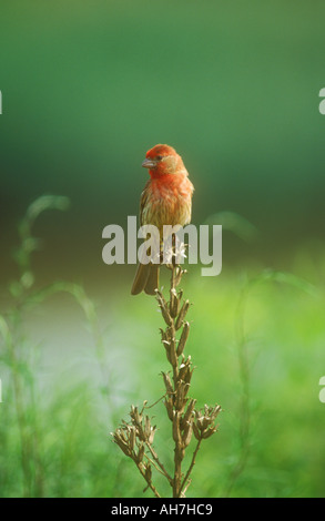 House finch a classic portrait Stock Photo - Alamy