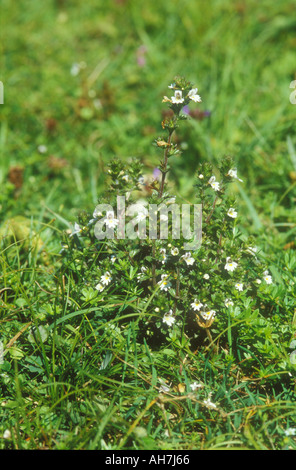 Eyebright (Euphrasia officinalis), a small white wildflower with purple ...