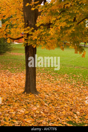 Middlebury College, Vermont campus in peak fall foliage Stock Photo - Alamy
