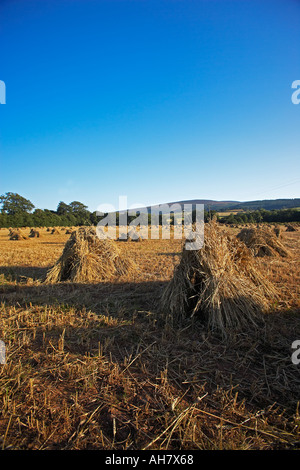harvested wheat field Devon England UK Stock Photo - Alamy