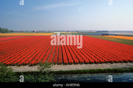 Wide fields of various coloured tulips growing in The Keukenhof region ...