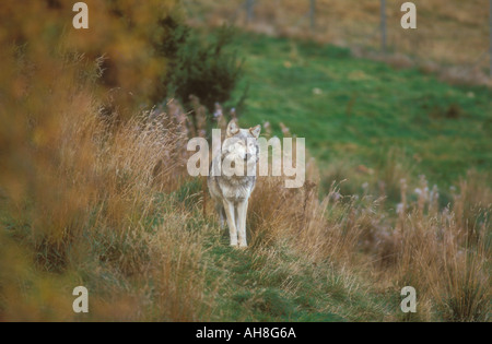 A beautiful gray wolf walking alone towards the viewer in the forest ...