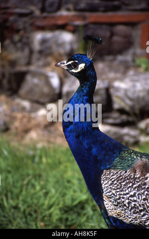 A peacock in the grounds of Cardiff Castle with the Norman keep in the ...