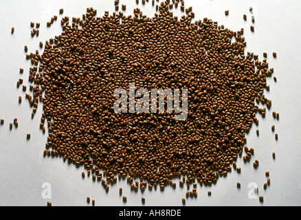 Moath ; moth beans ; Phaseolus aconitifolius in earthen pot on blue ...