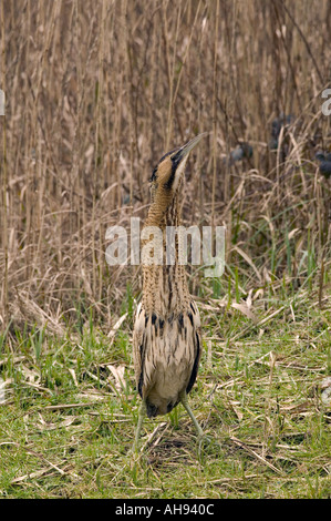 BITTERN BOTAURUS STELLARIS STANDING IN REEDS FRONT VIEW Stock Photo - Alamy
