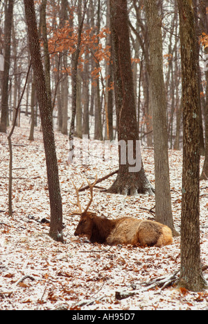 Elk (Cervus elephus) resting in meadow grass Stock Photo - Alamy