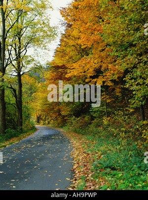 Autumn scene with road in forest at Monsanto, Portugal Stock Photo - Alamy