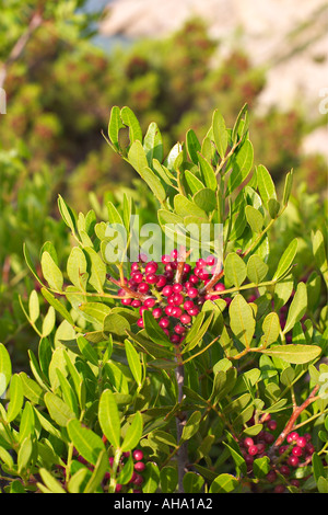 Mastic Tree Evergreen Pistache Pistacia lentiscus Ibiza Stock Photo - Alamy