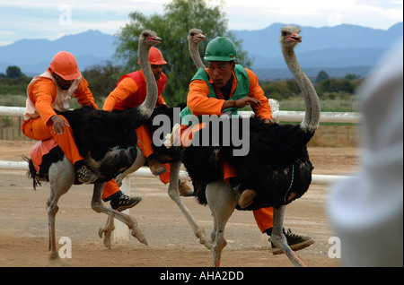 Ostrich racing at Oudtshoorn in the Karoo region South Africa RSA Race ...