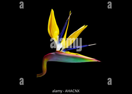 Strelitzia reginae Mandela s Gold yellow strelitzia yellow crane flower ...