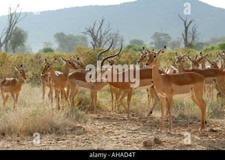 A male Impala with part of his harem of females Samburu National ...