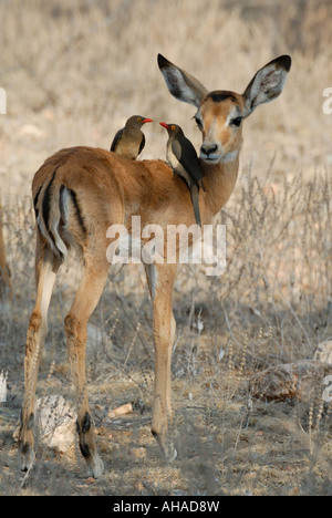 Female impala with oxpecker on her back. The oxpeckers have a symbiotic ...