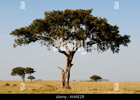 Balanites trees in the Masai Mara National Reserve Kenya East Africa ...