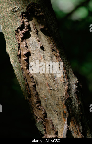 Squirrel damage on Sycamore tree, Wales, UK Stock Photo - Alamy