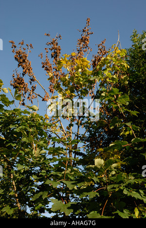 Squirrel damage on Sycamore tree, Wales, UK Stock Photo - Alamy