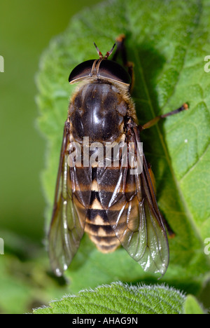 Tabanus sudeticus, the largest British Horsefly head on, Wales, UK ...