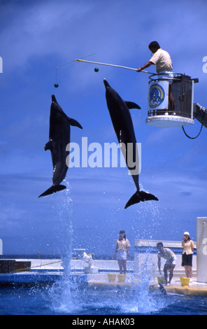 Okinawa Expo Park Japan Dolphins perform for the crowds Stock Photo - Alamy