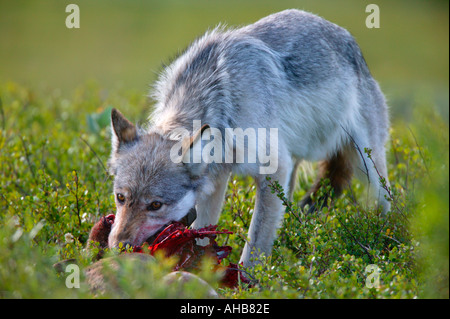 Wolf feeds at a Caribou kill Stock Photo: 103571146 - Alamy
