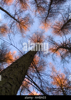 Tops of tree pine in sky with clouds, toned Stock Photo - Alamy