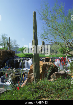 Saguaro cactus and spring flowers around waterfall in California desert ...