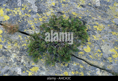 Juniperus Communis Juniper Alpi Appennini Italy Stock Photo - Alamy