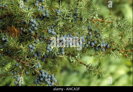 Juniperus Communis Juniper Alpi Appennini Italy Stock Photo - Alamy
