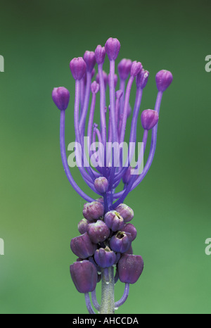 flower, muscari botryoides Stock Photo - Alamy