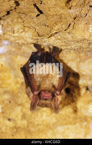 Myotis Bat. Myotis Bat. The little brown bat (Myotis lucifugus) is a ...